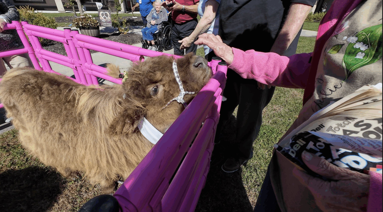 Tiny Cows, Big Hearts: A Special Visit Brings Joy to Liberty Place ...