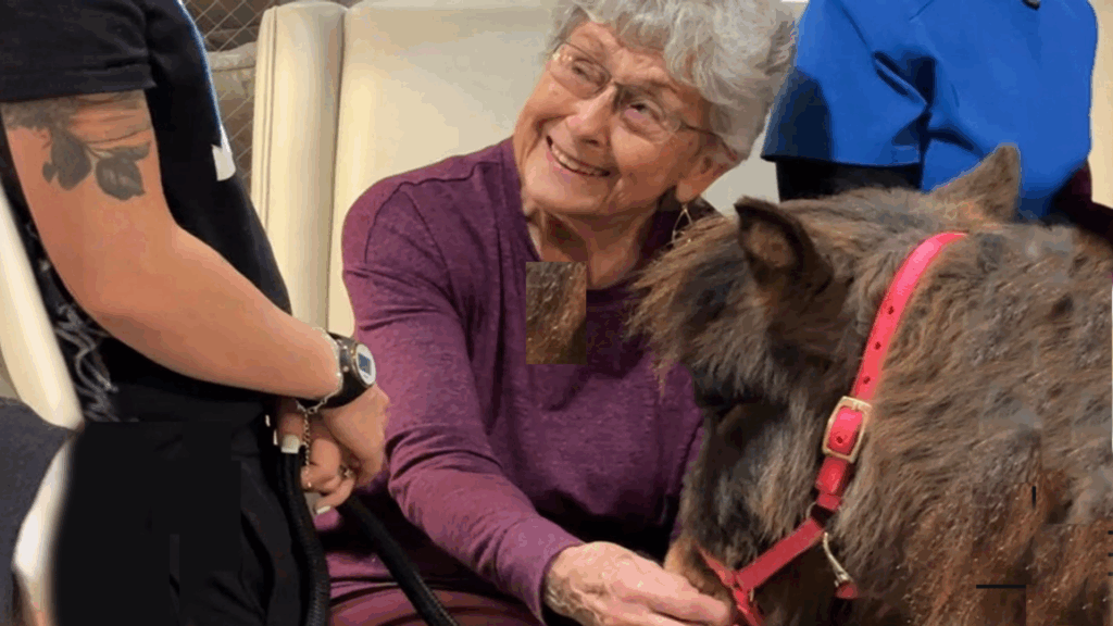 Therapy Pony, Taffy, Brings Smiles, Laughter, and Joy to Willow Springs Residents